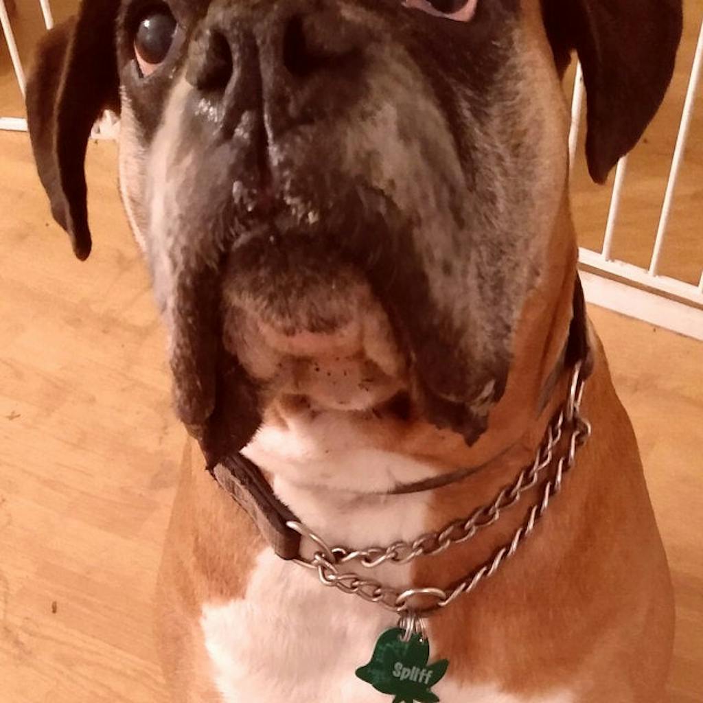 Marijuana Cannabis Weed Pot Leaf Pet Tag for Cats and Dogs – Black Dog ...