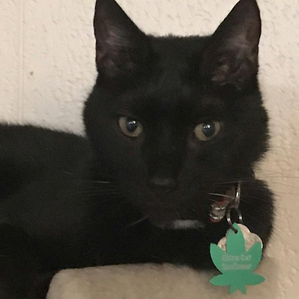 Cannabis Pot Weed Leaf Pet Tag | Personalized Pet Tags and Gifts