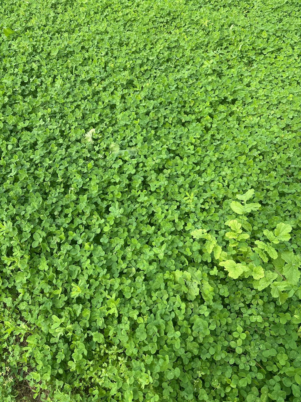 FASSTLIME Liquid Lime – Bloodline Hunt Outdoors