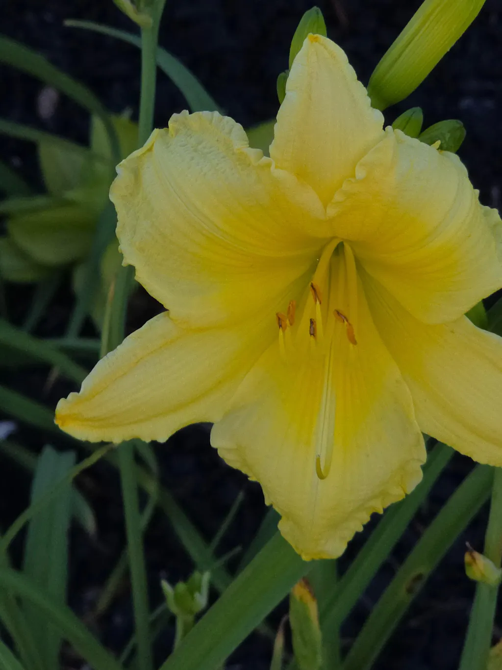 Big Time Happy Reblooming Daylily - 3 Root Divisions