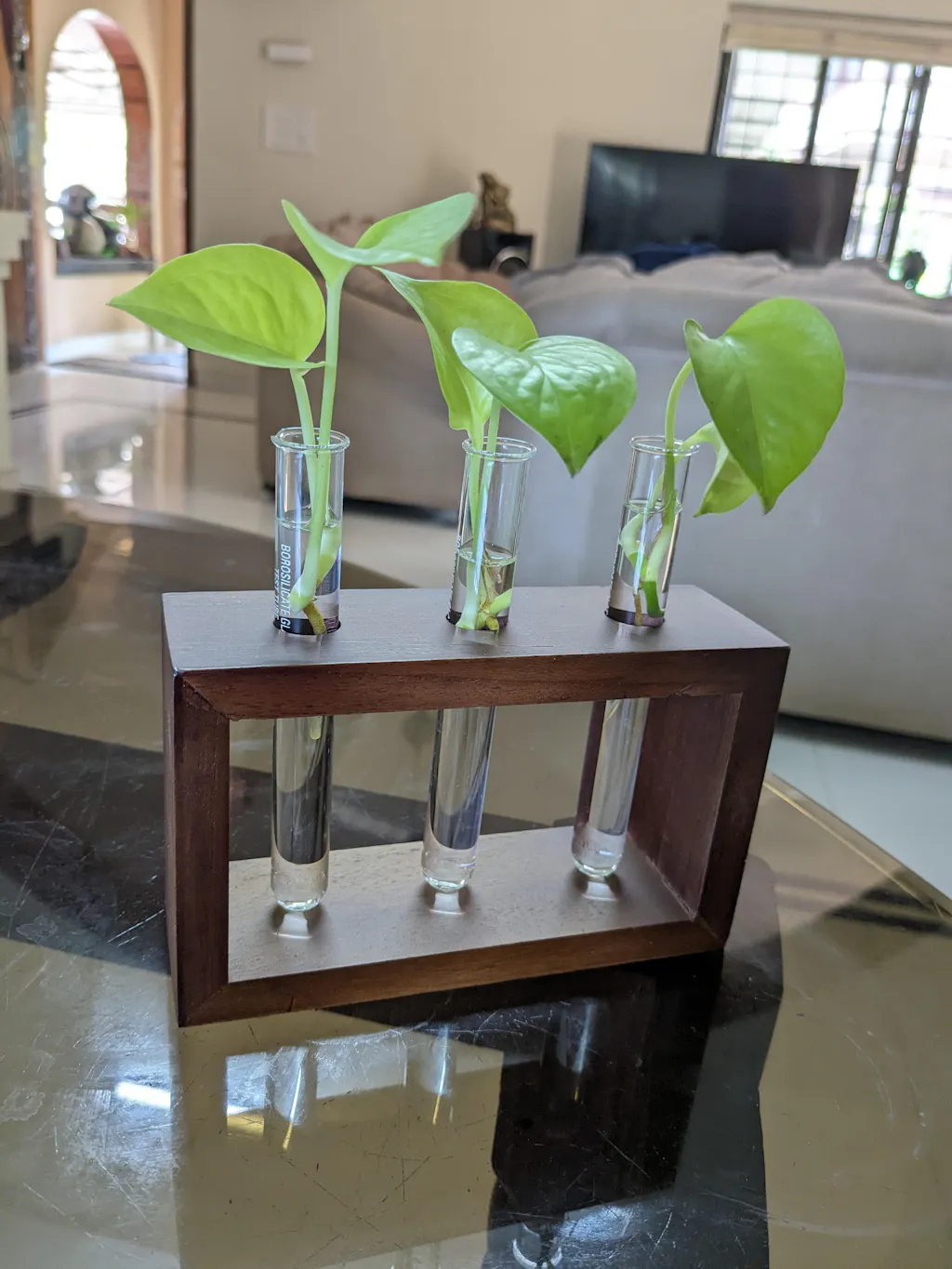 Buy Glass Test Tube Planter Online | Bombay Greens