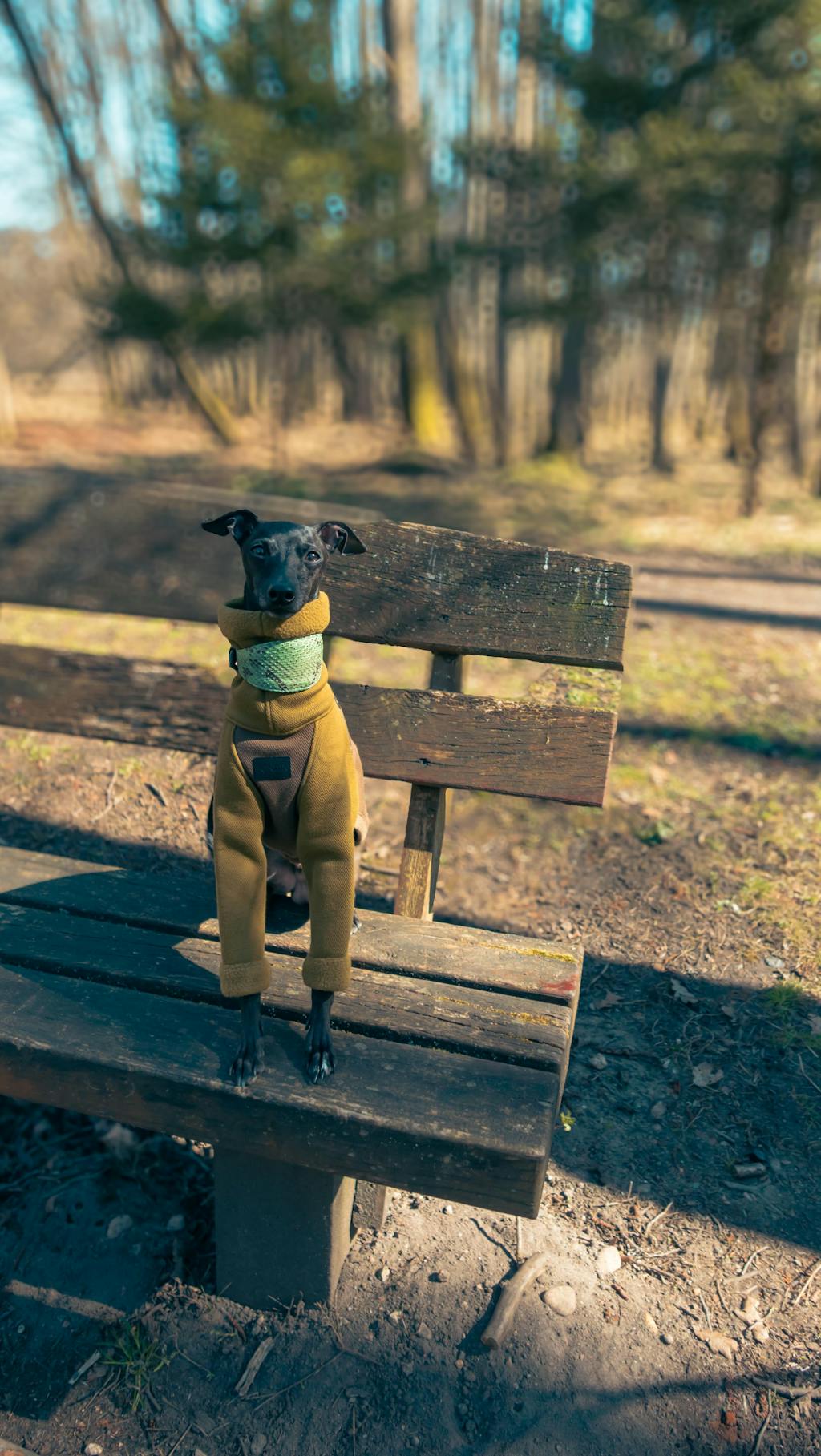 Mossy Teddy Fleece Sweater – BONDIR