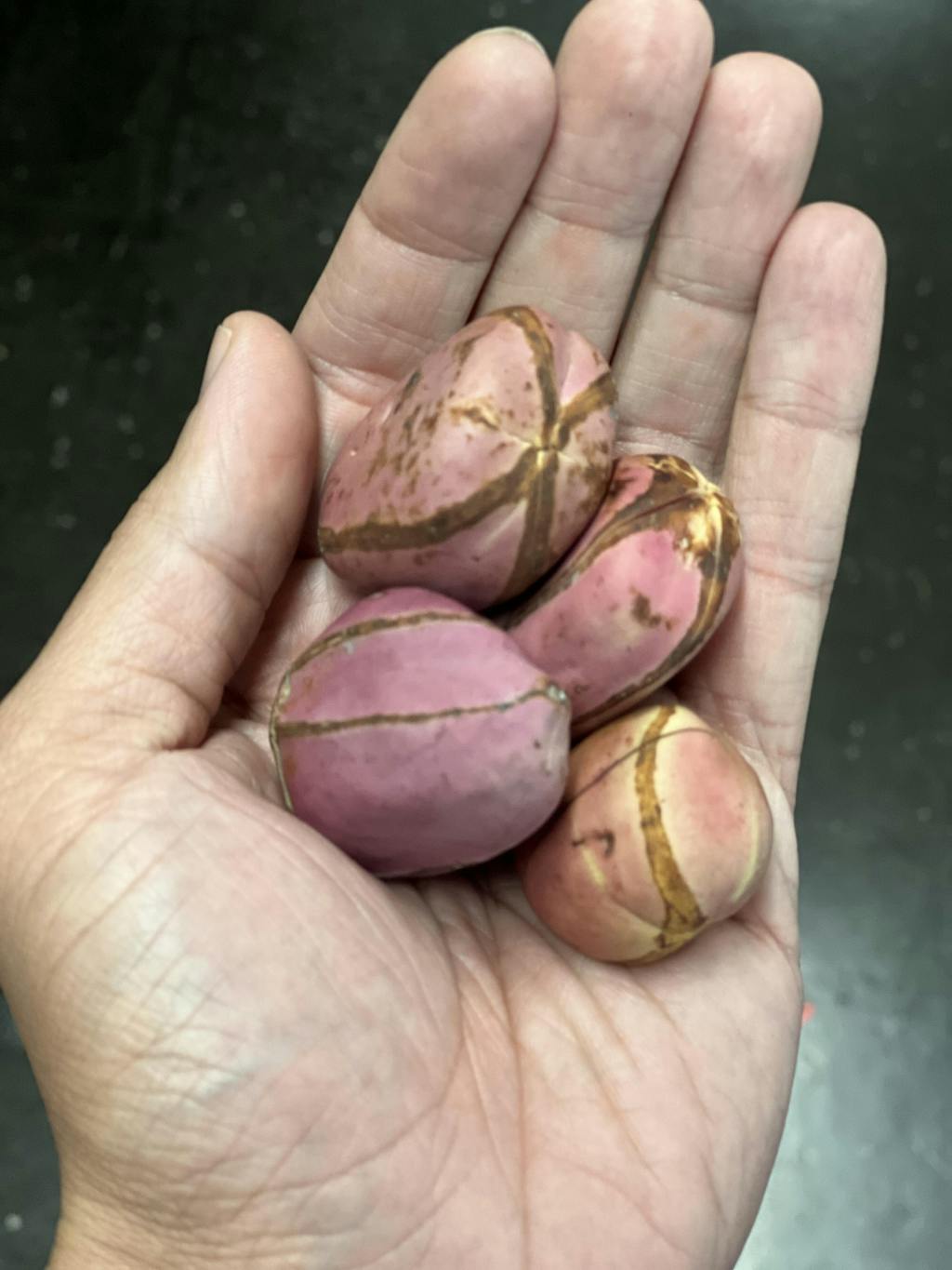 OBI ABATA 1 POUND 4 valves