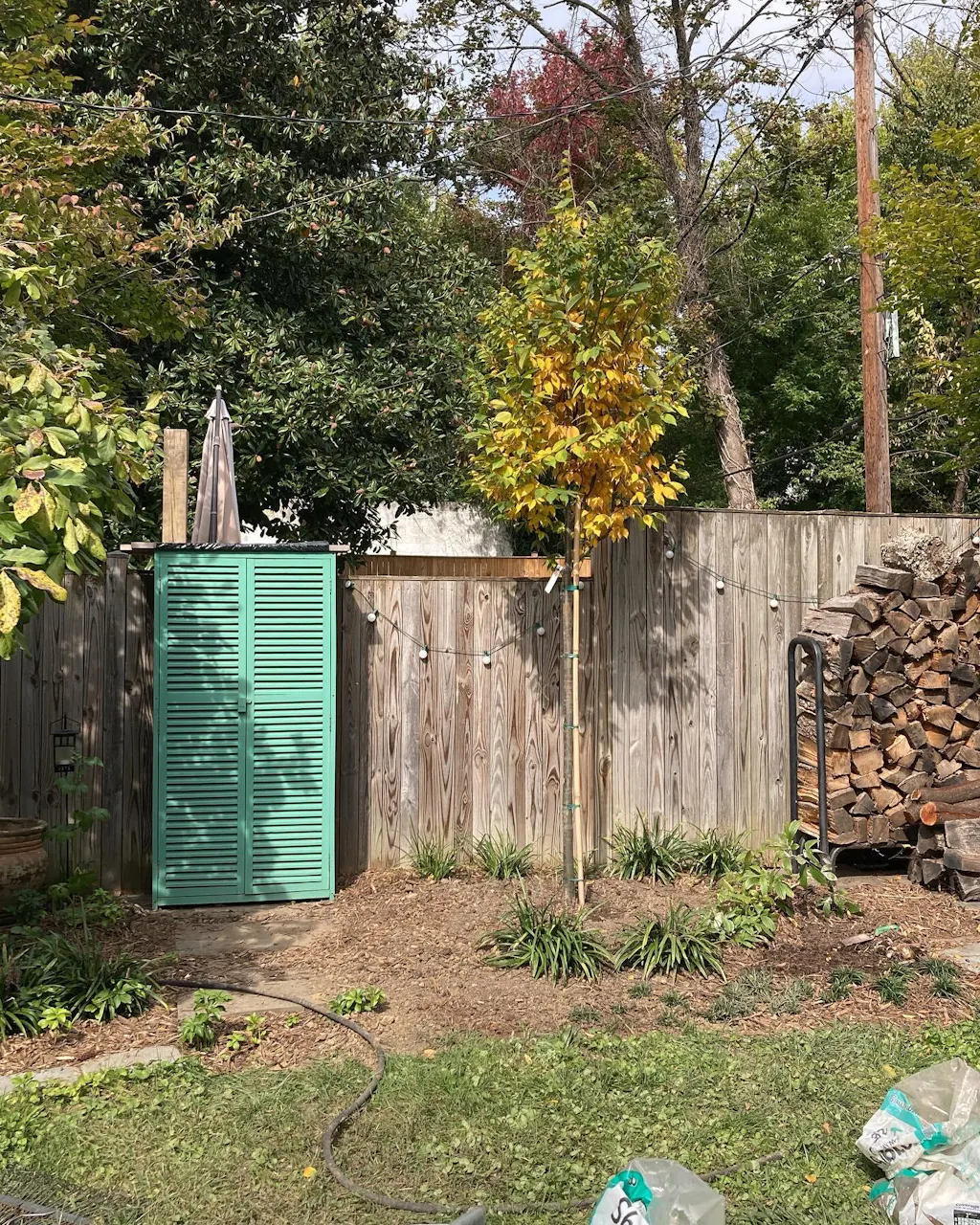 City Sprite® Japanese Zelkova | Bower & Branch