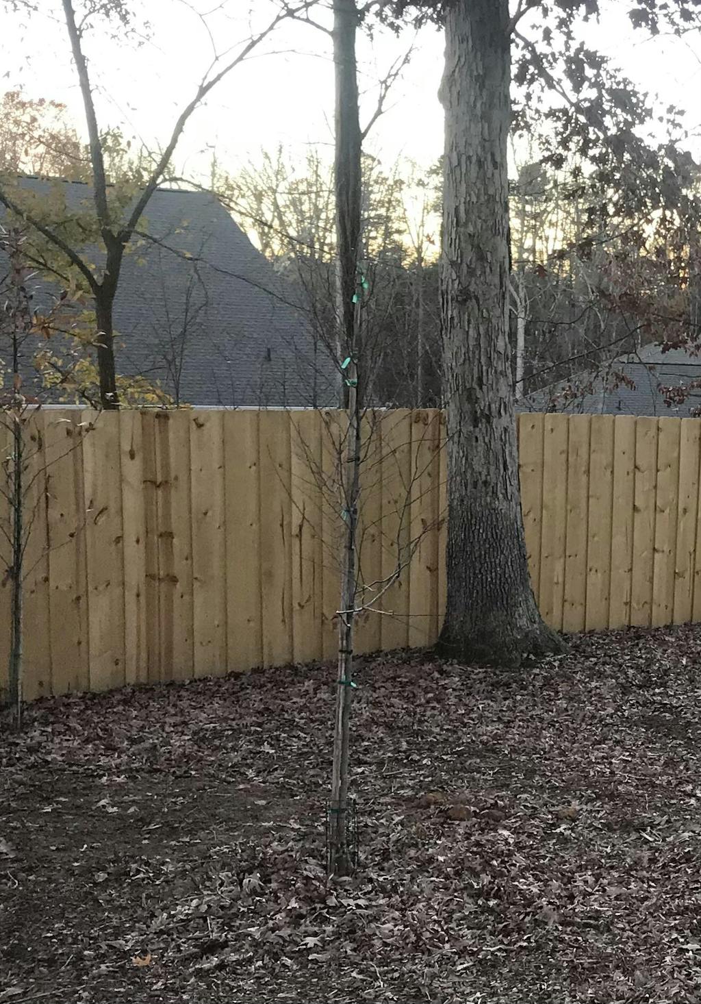 Native Flame® American Hornbeam | Bower & Branch