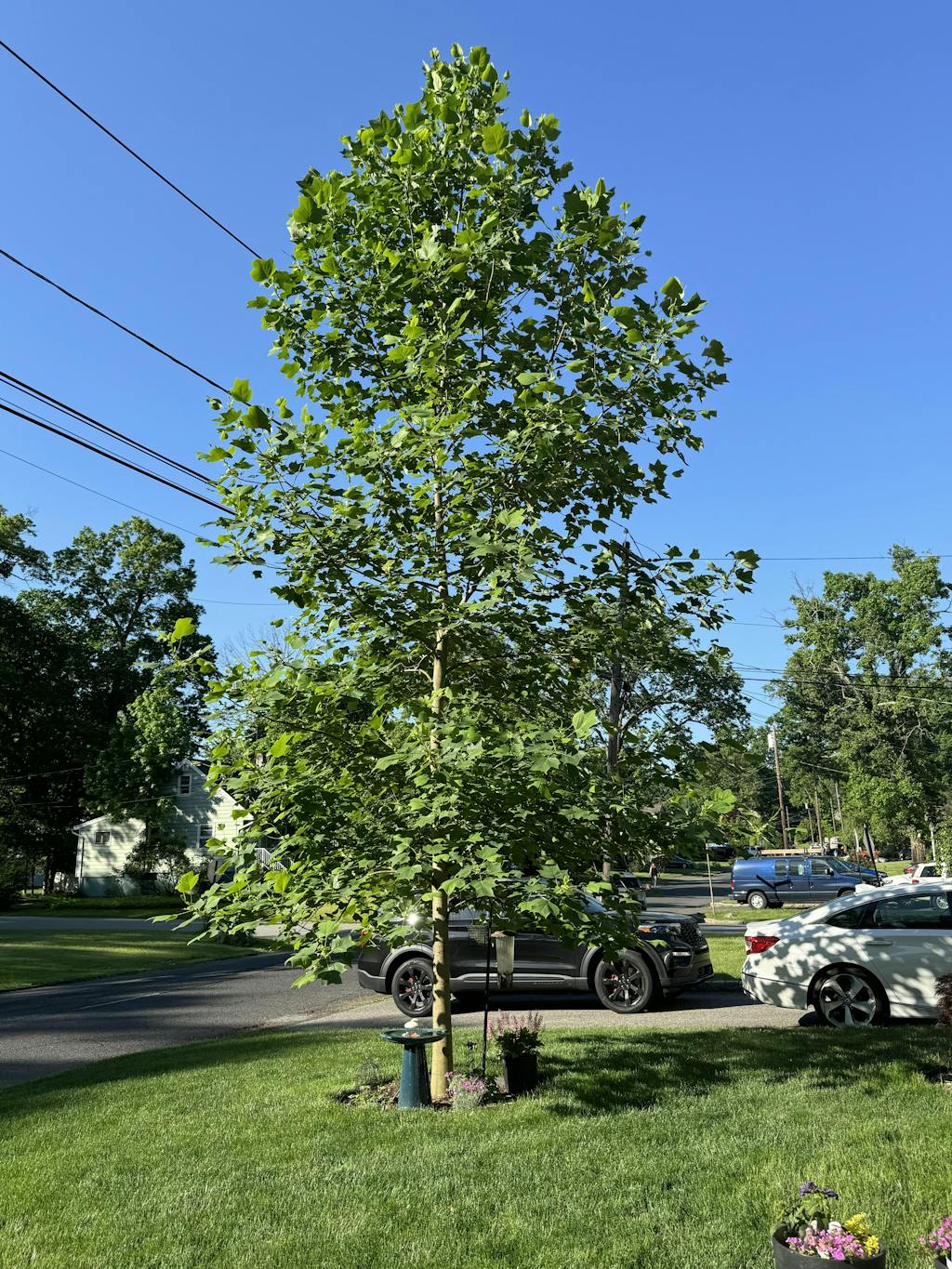 Little Volunteer Tulip Tree | Bower & Branch
