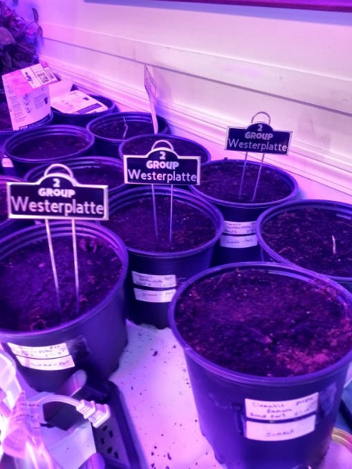 Metal Plant Labels for Garden Outdoor Stainless Steel Plant Markers 25 ...