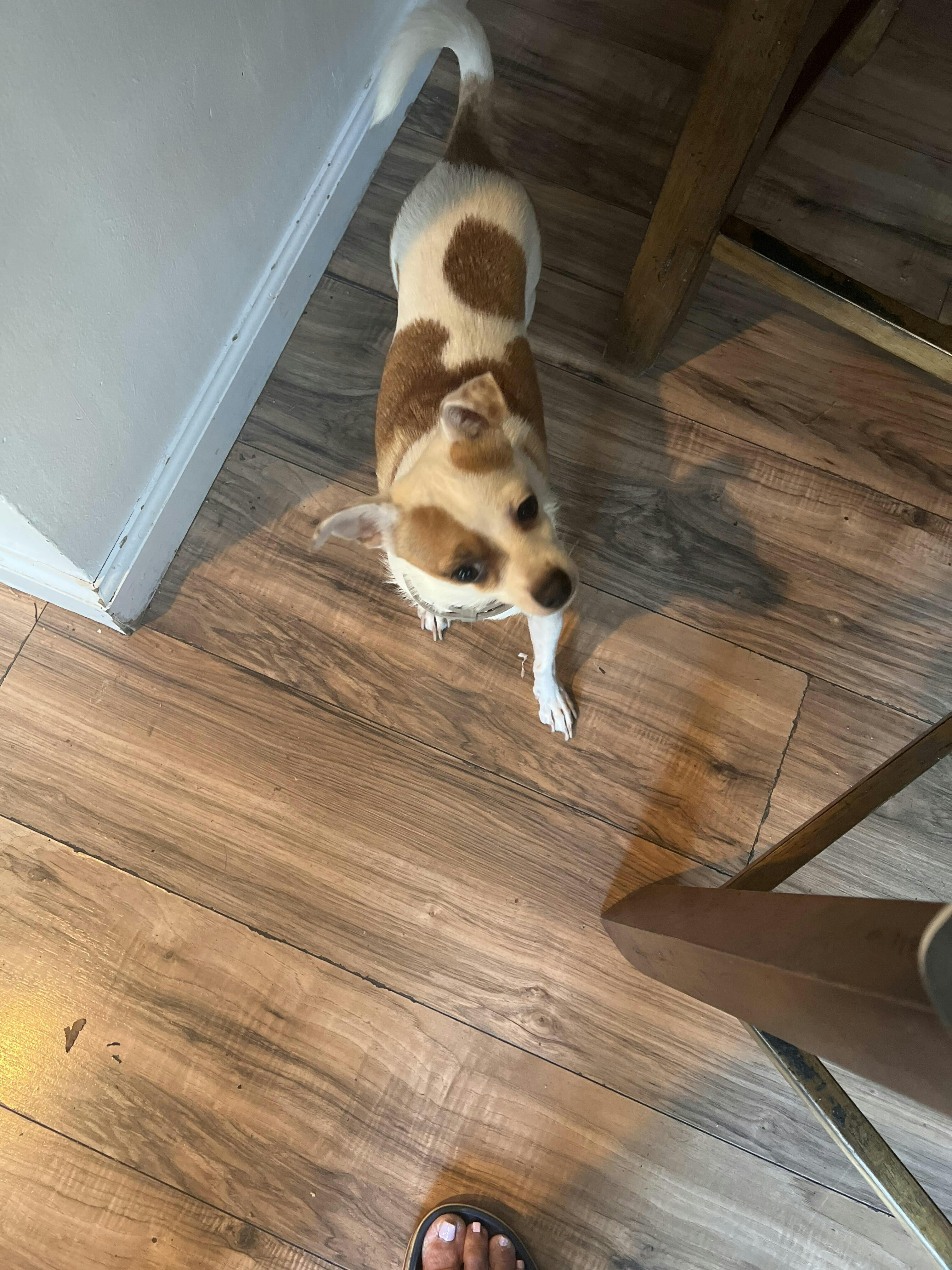 Adjustable Collars for All ! – BREEZE