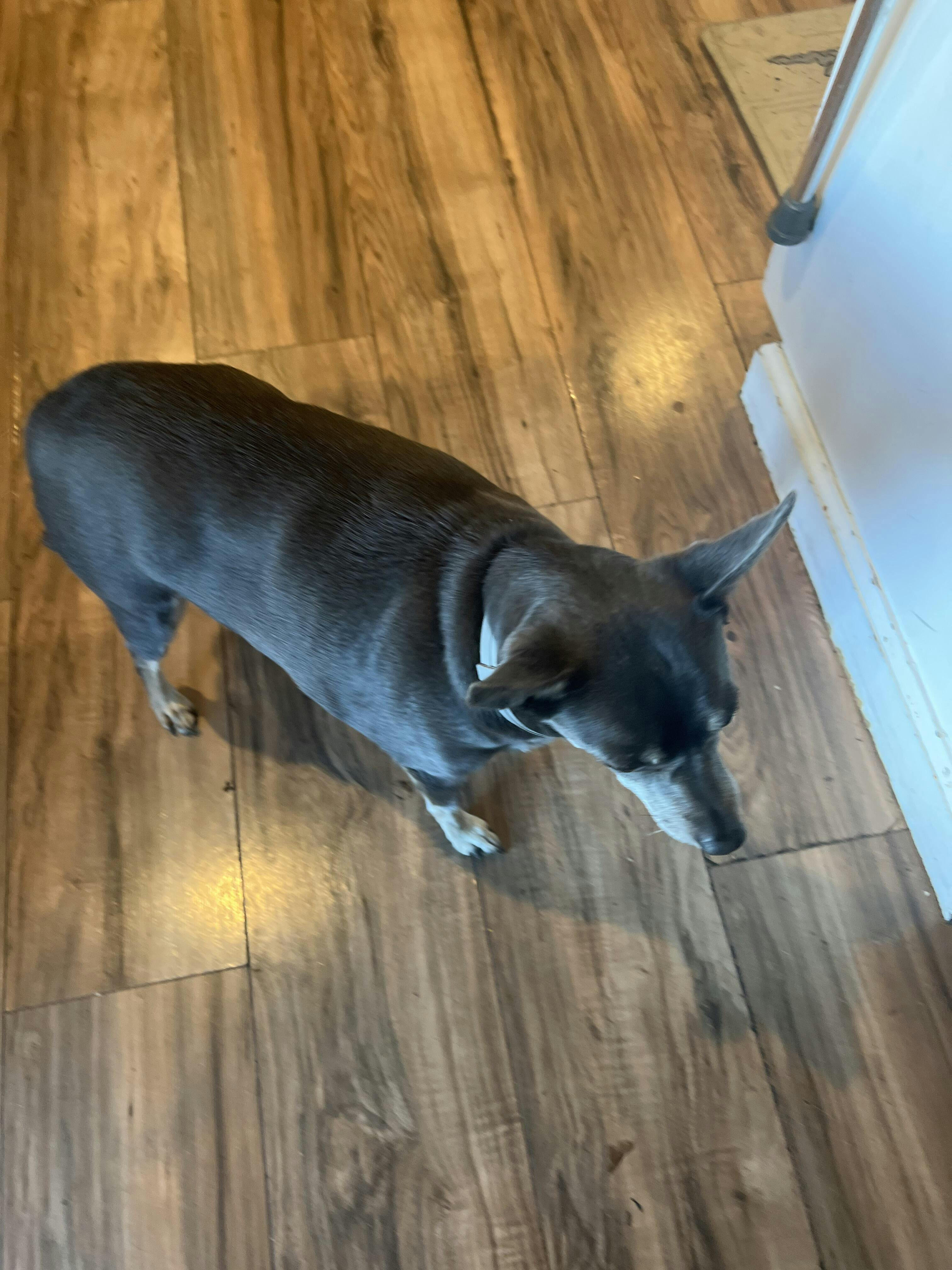 Adjustable Collars for All ! – BREEZE