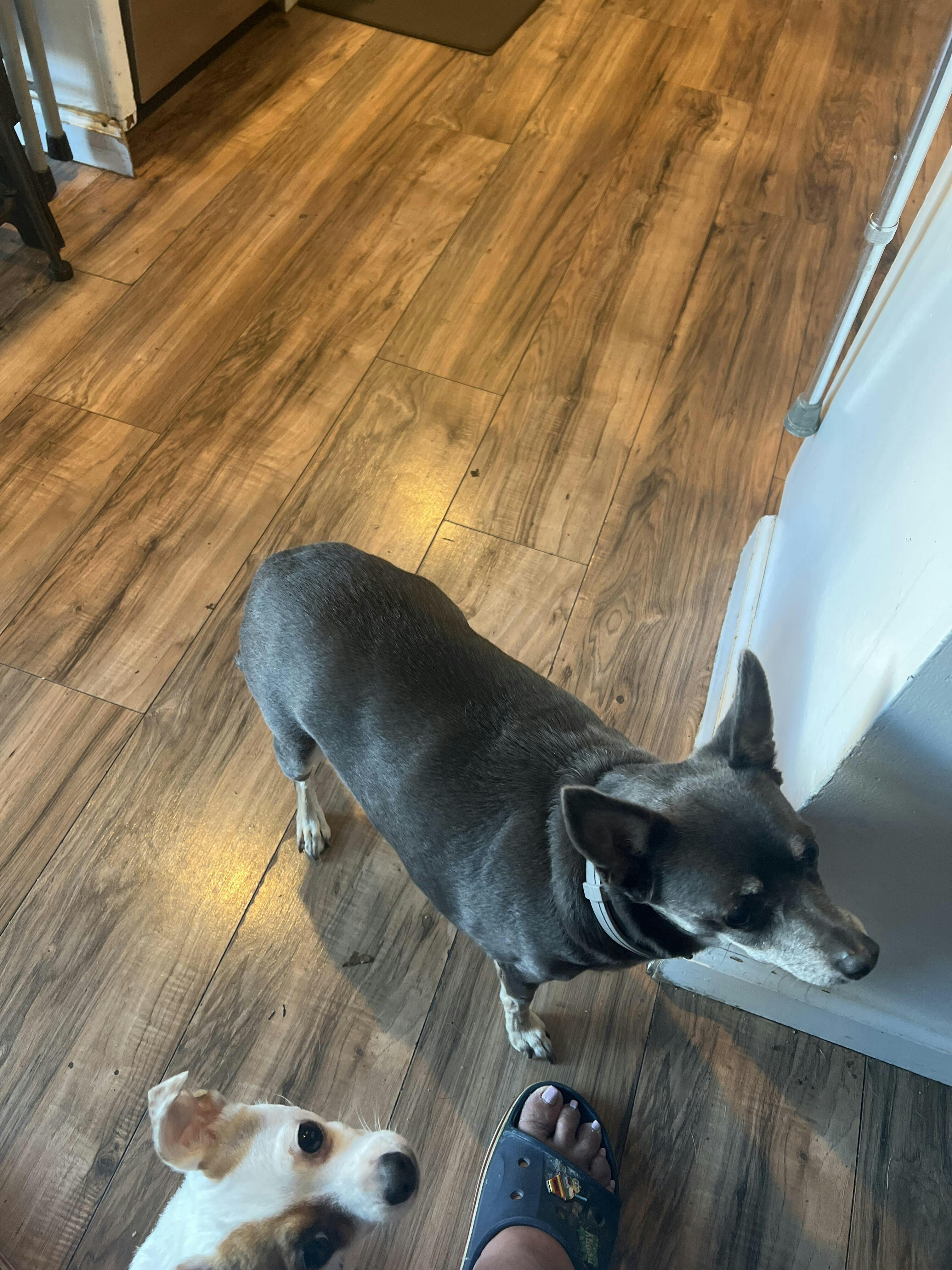 Adjustable Collars for All ! – BREEZE