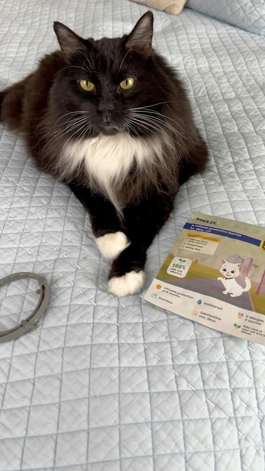 ftc-cats-lp – BREEZE