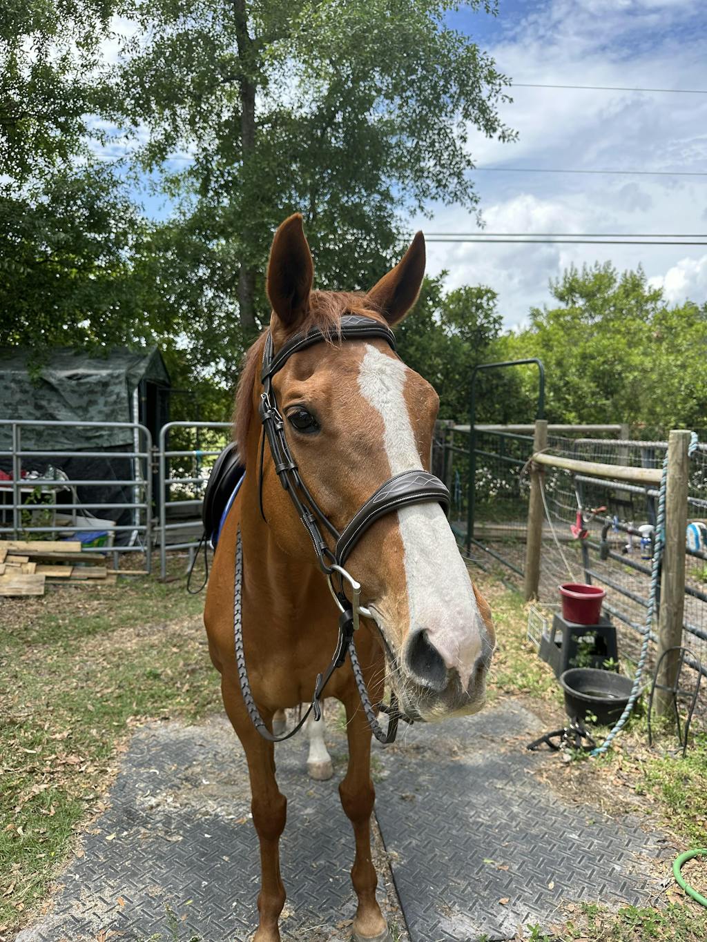 Fancy Stitched Anatomical Bridle Reins without Flash - Bridles & Reins