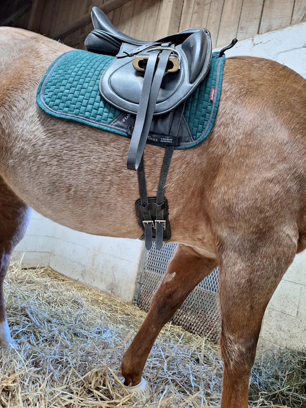 ExionPro Anatomical Dressage Girth | Contour Girth for Shoulder Relief ...