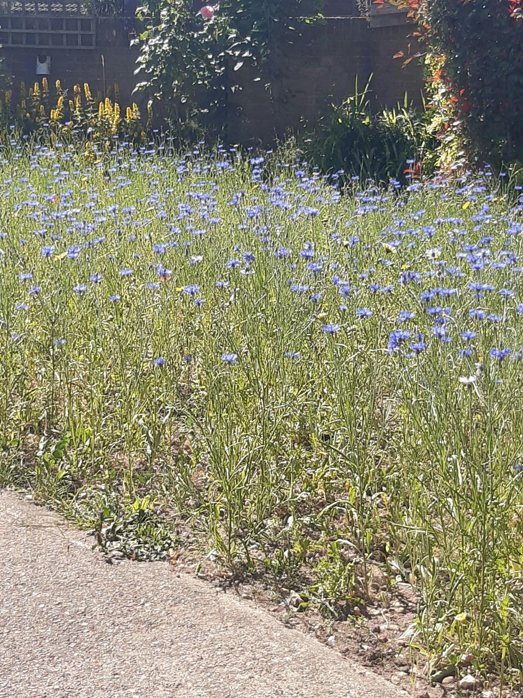 Bee Seed Packets | Native Flowers | British Wildflower Seeds | British ...