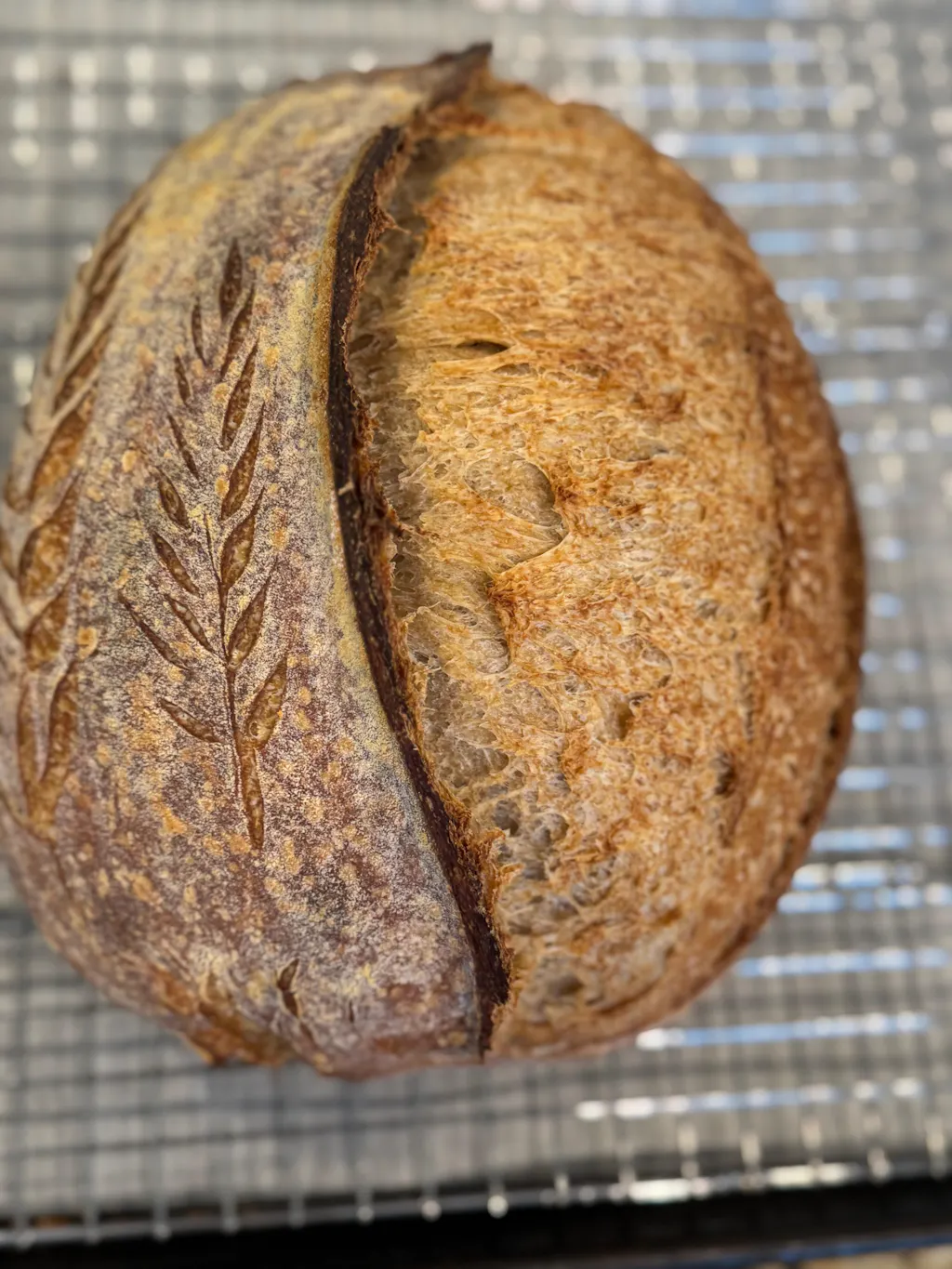 Baking Shell (Batard) – Brod & Taylor