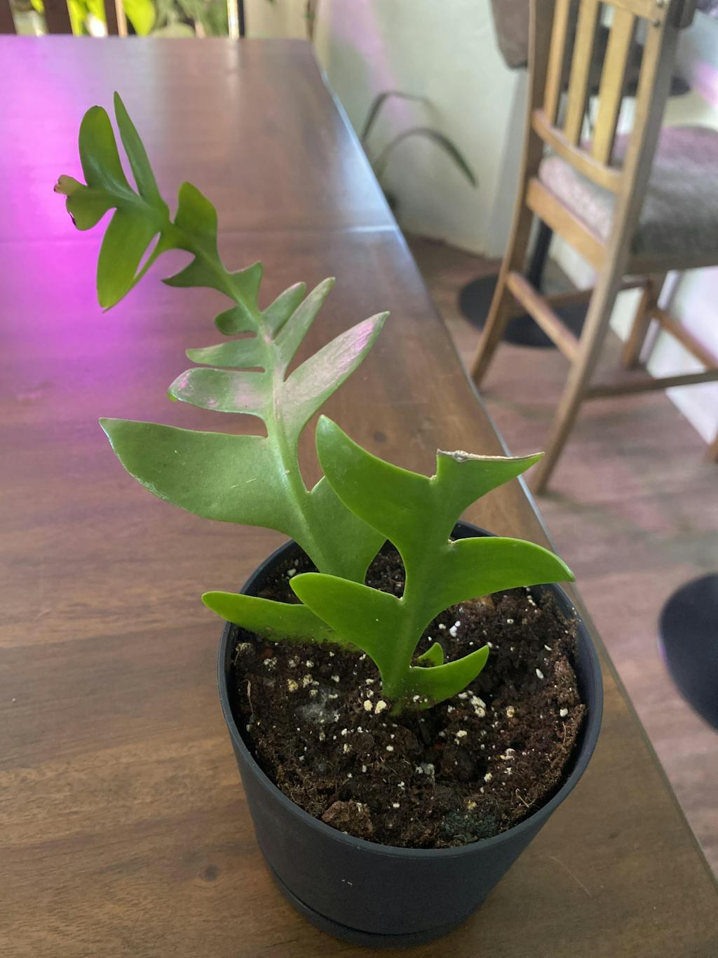 Shark's Tooth Cactus - Epiphyllum Chrysocardium - 3" Pot – Brumley & Bloom