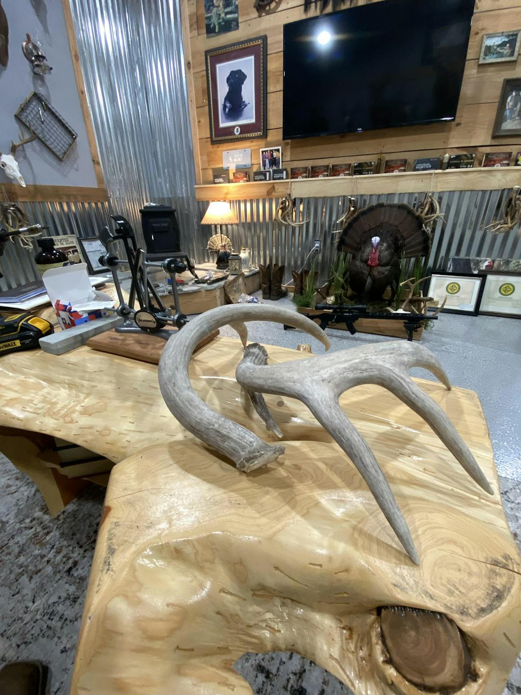 Whitetail Deer Snap Skull - Replica Mount – Buck Bracket