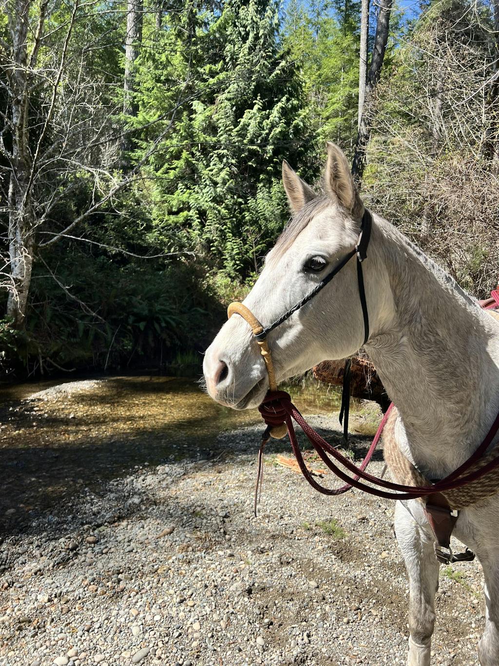 Bishop Bosal Hanger Headstall – Buckaroo Leather Products