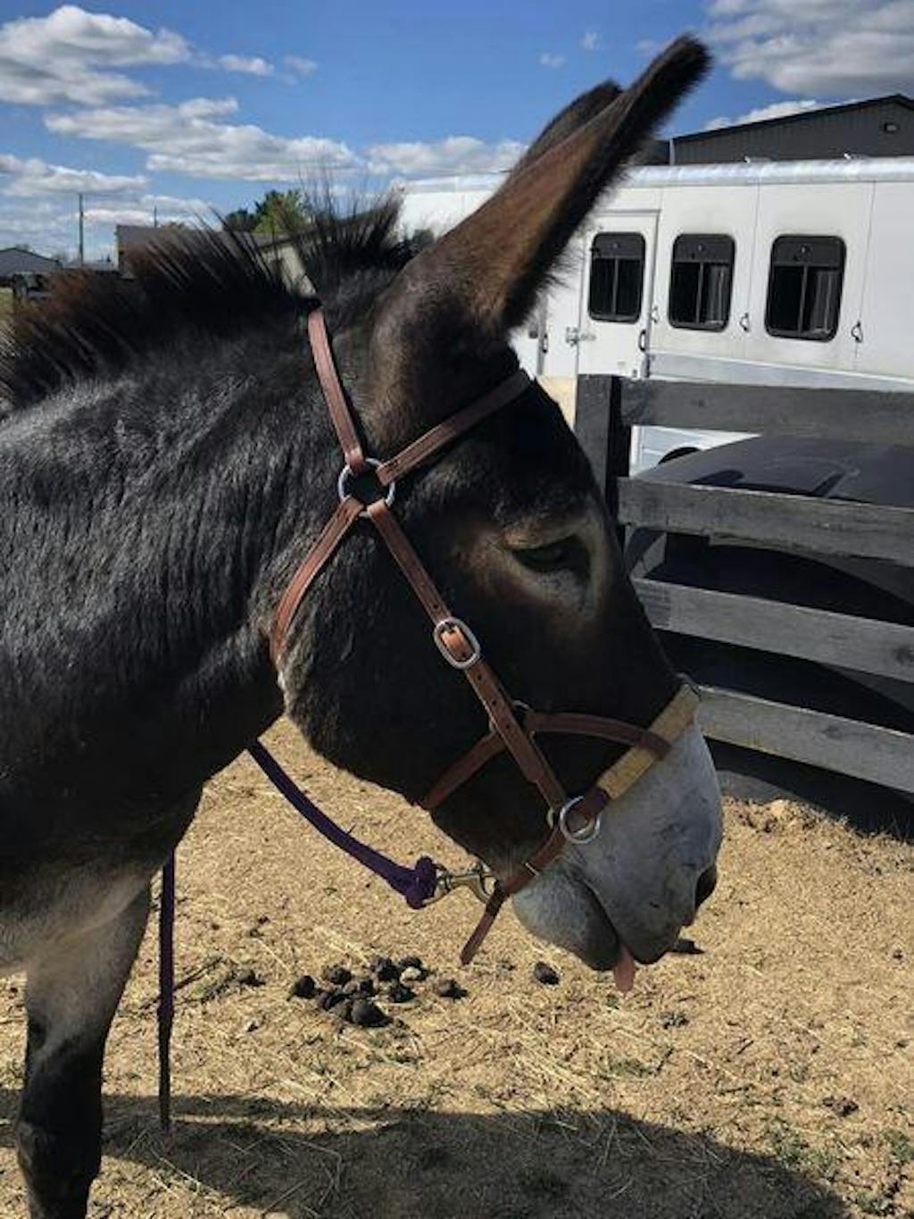 Buckaroo Sidepull Headstall with Rawhide Nose – Buckaroo Leather Products