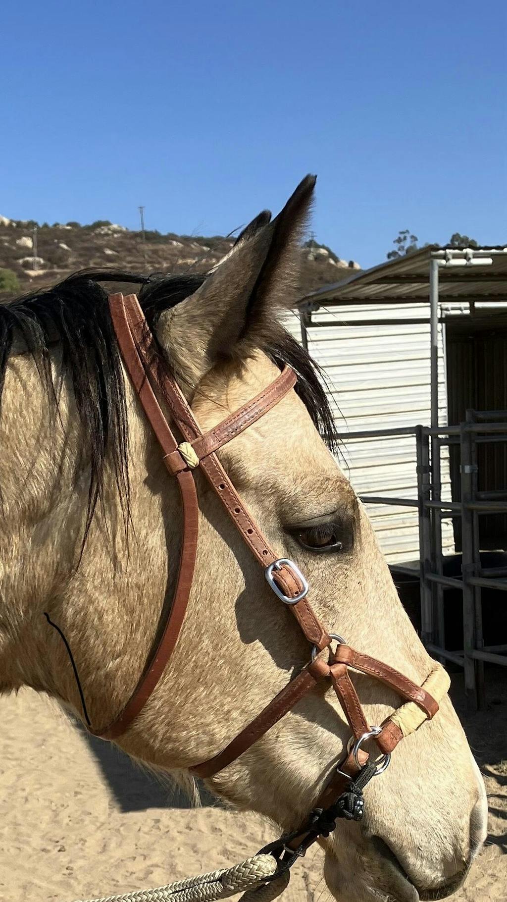 Buckaroo Sidepull Headstall with Rawhide Nose – Buckaroo Leather Products
