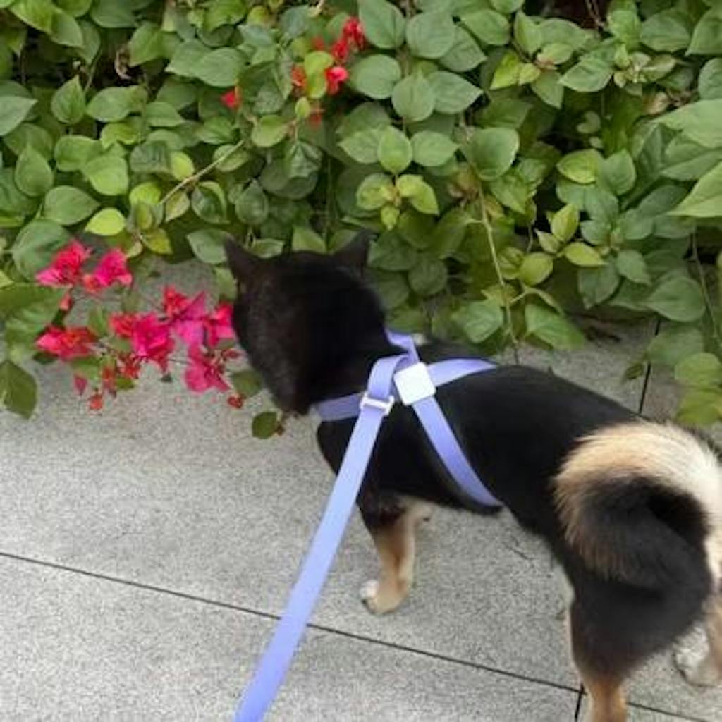 Escape-proof Training Harness - Nylon – BuddyArmor