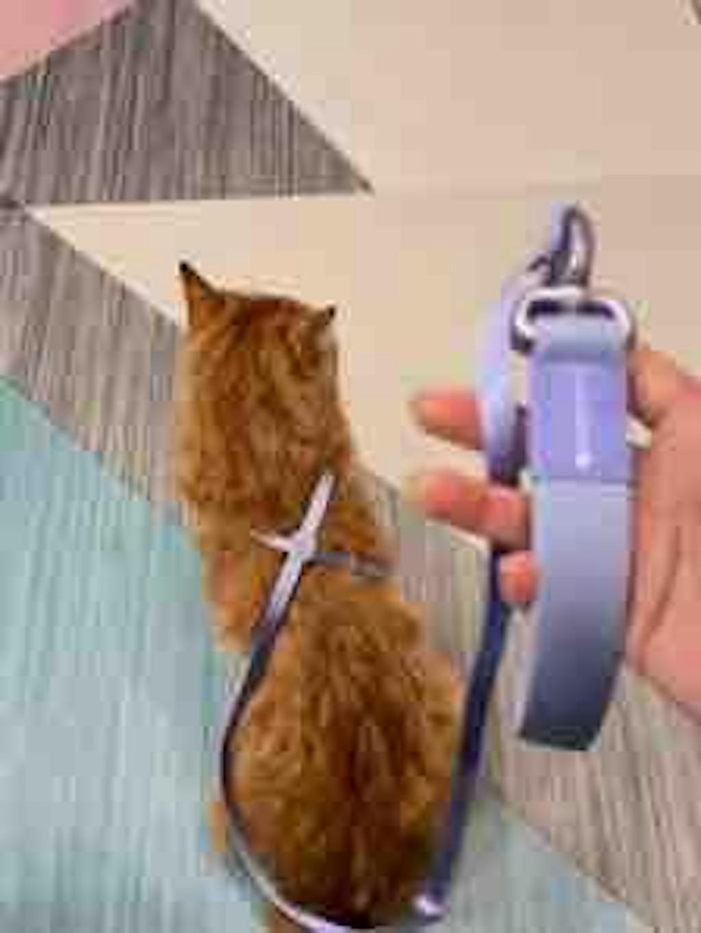 Escape-Proof Training Leash - Nylon – BuddyArmor