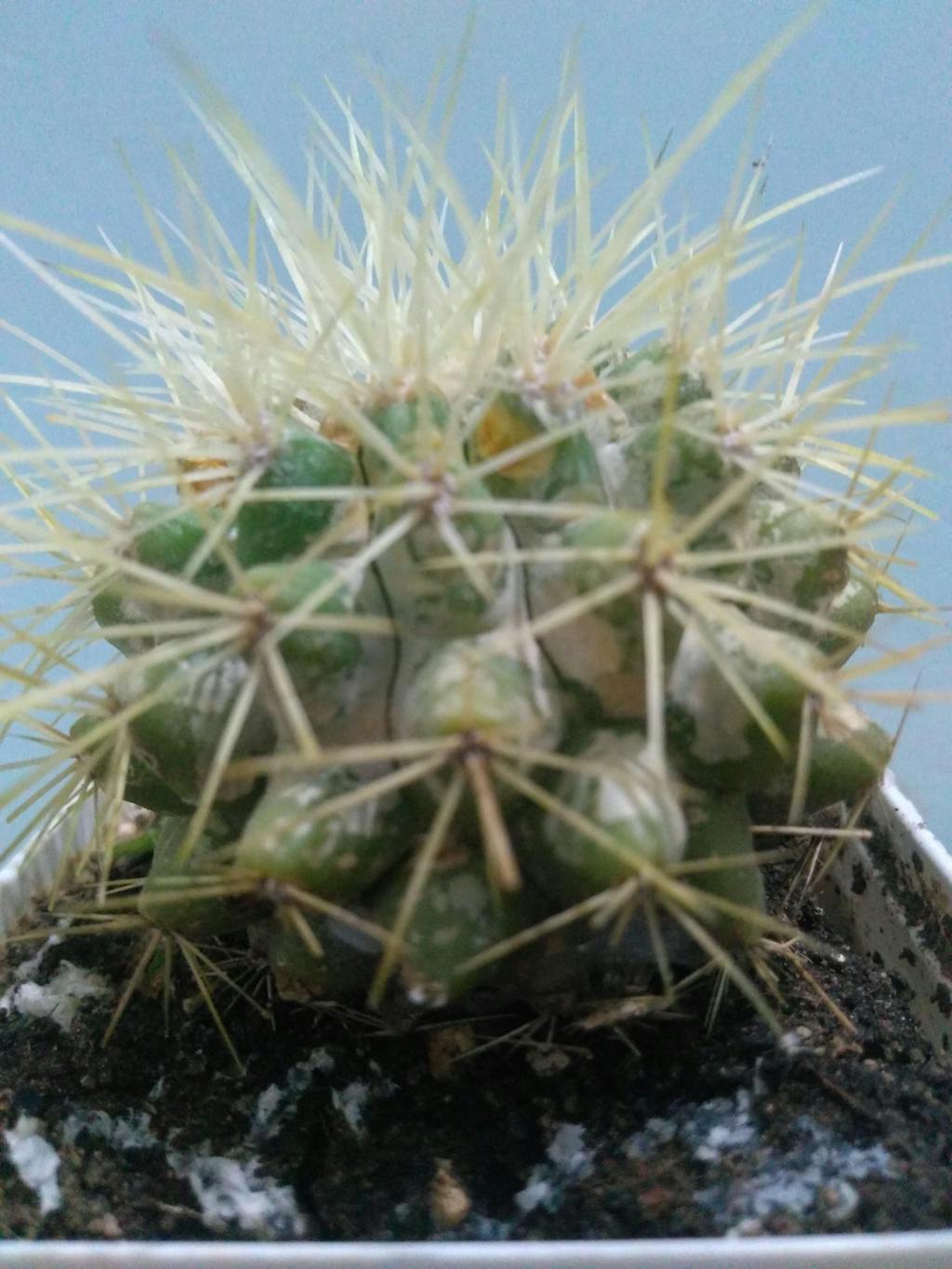 Cactus One Random Potted Plant, Cactus Plant Bulk Rate
