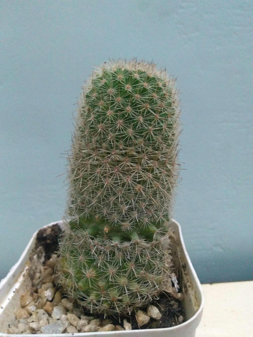 Cactus One Random Potted Plant, Cactus Plant Bulk Rate