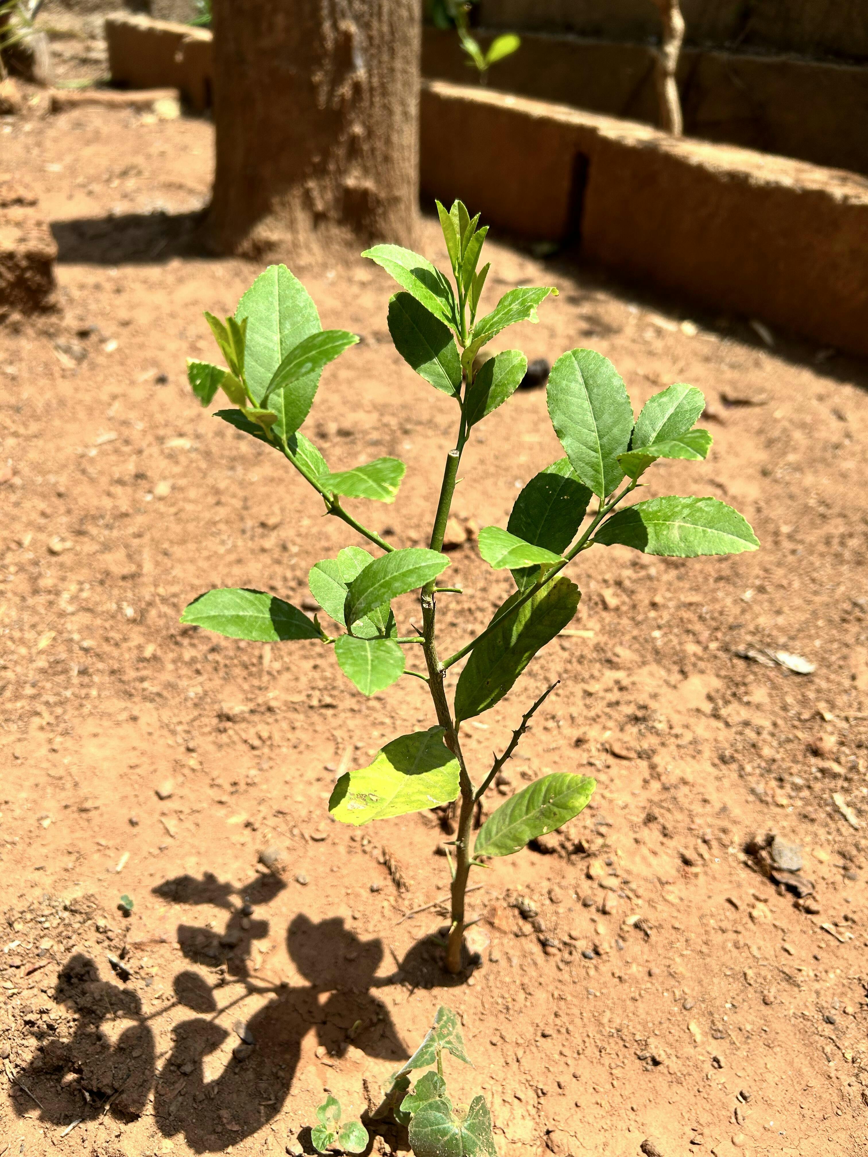 Seedless Kagzi Lemon Plant for Garden, Nimbu Kagzi, Thai Patti Plant Seedless Kagzi Lemon Plant for Garden, Nimbu Kagzi, Thai Patti Plant