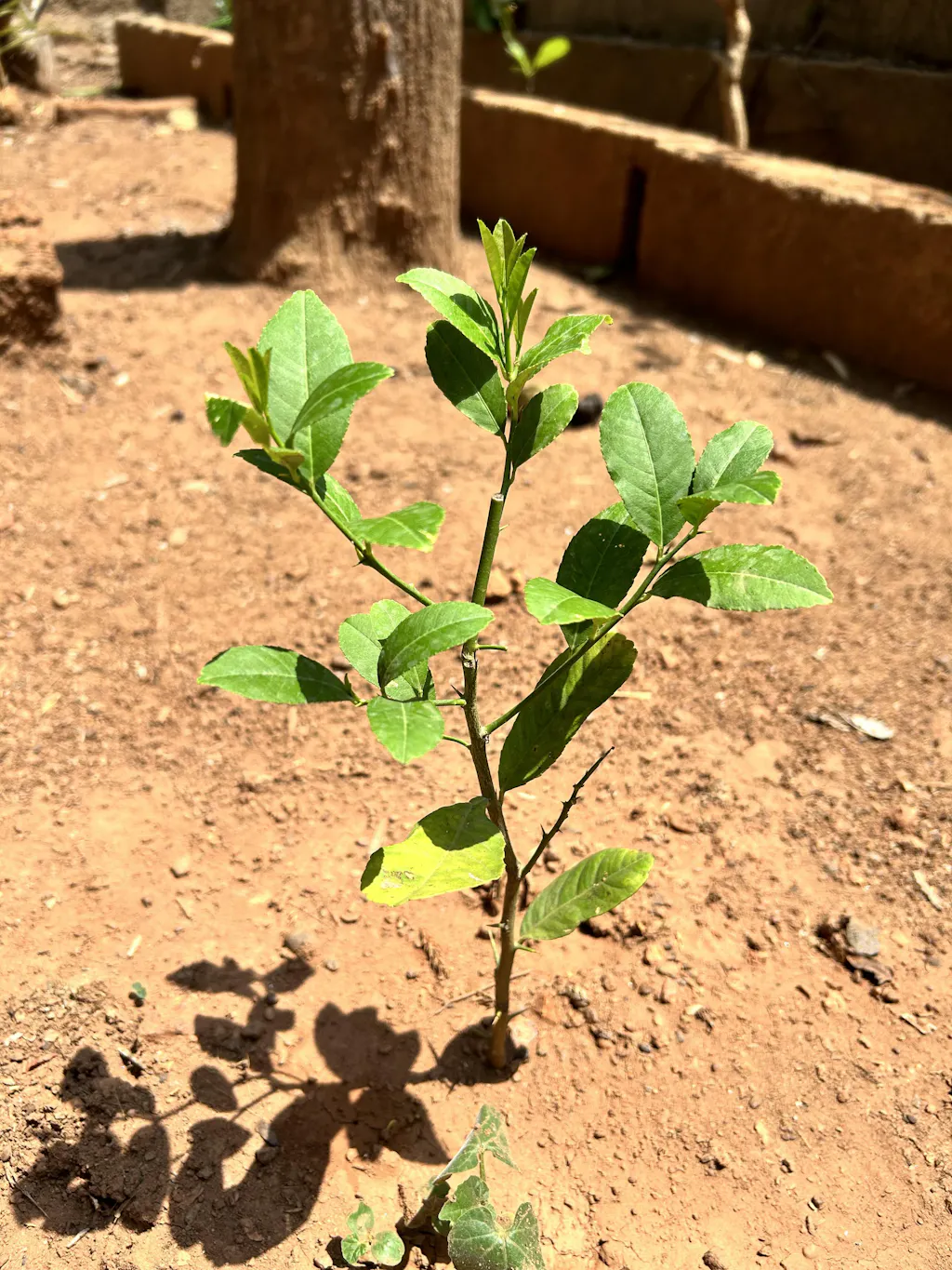 Seedless Kagzi Lemon Plant for Garden, Nimbu Kagzi, Thai Patti Plant