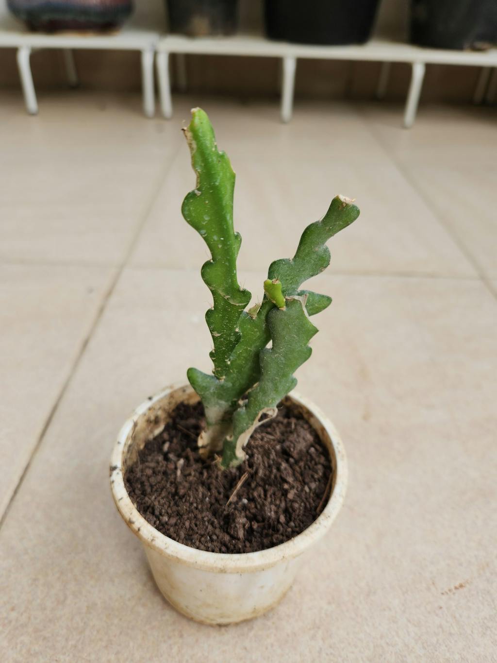 Fish Bone Cactus