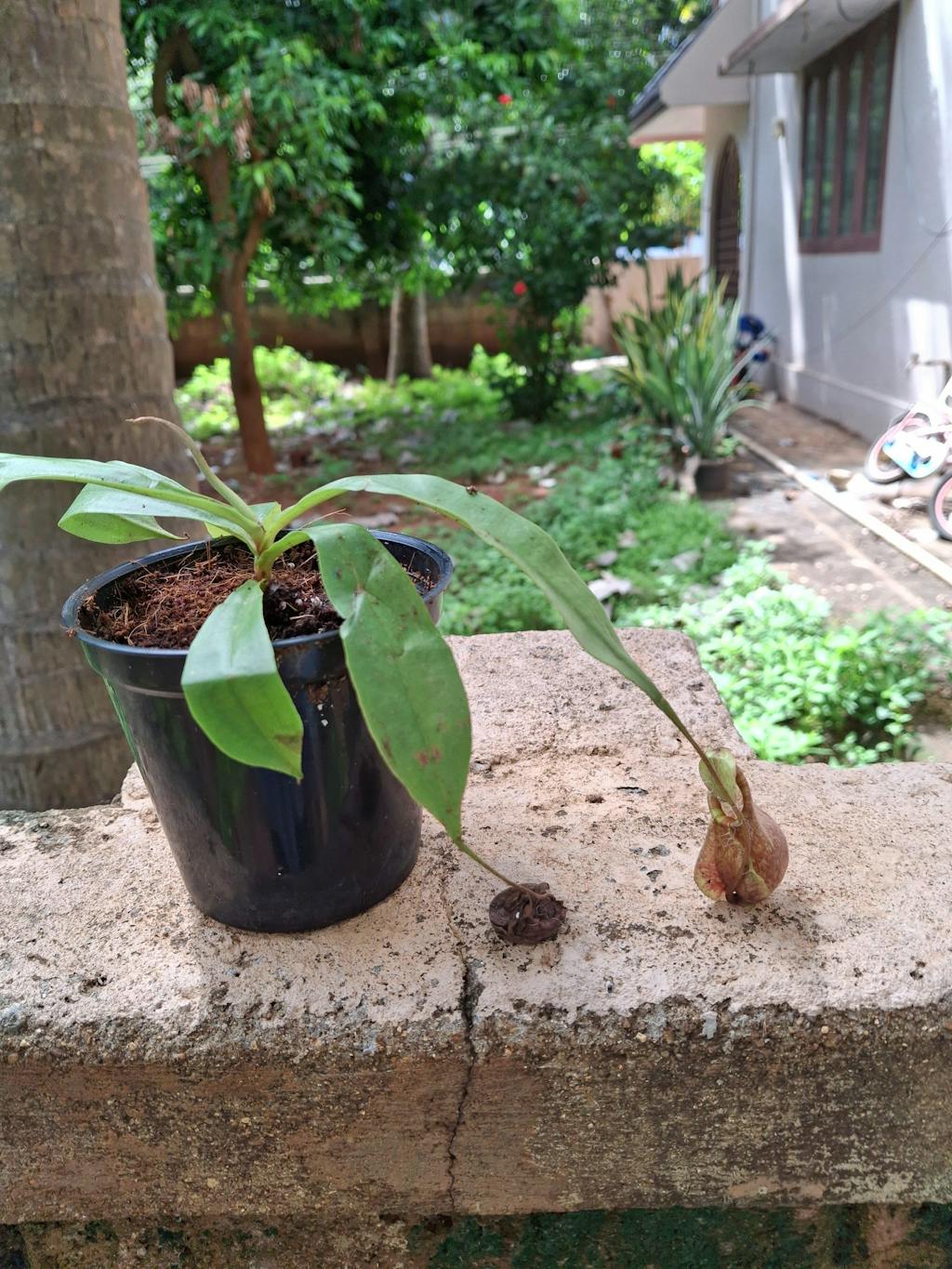 Pitcher Plant, Insectivorous Plants