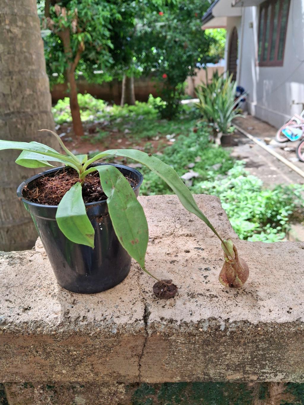 Pitcher Plant, Insectivorous Plants