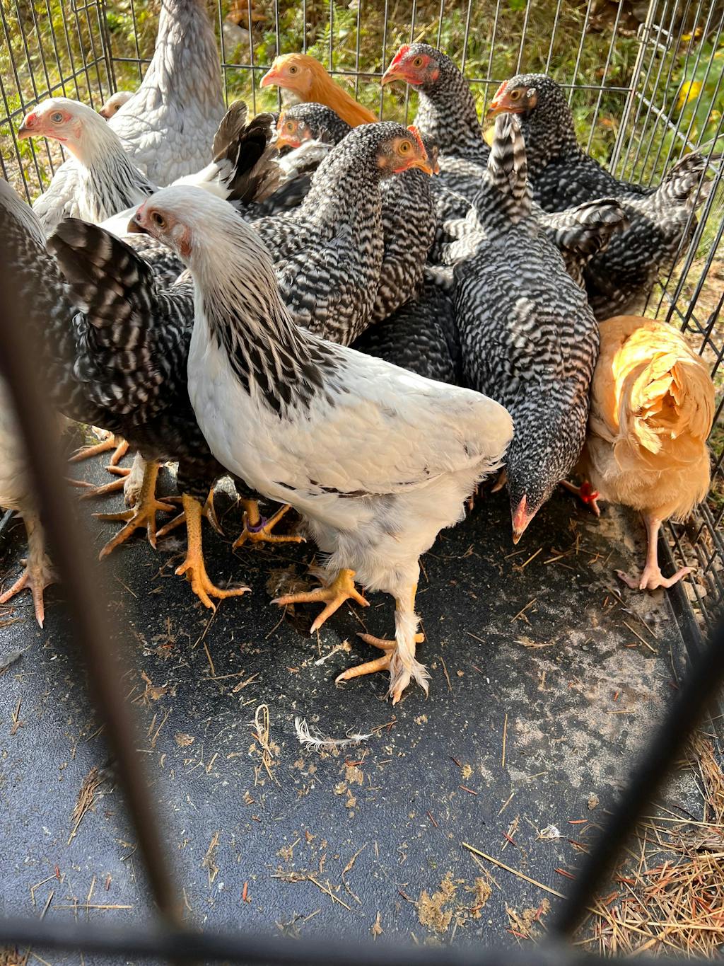 Buff Clucks