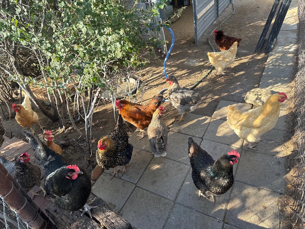 Buff Clucks
