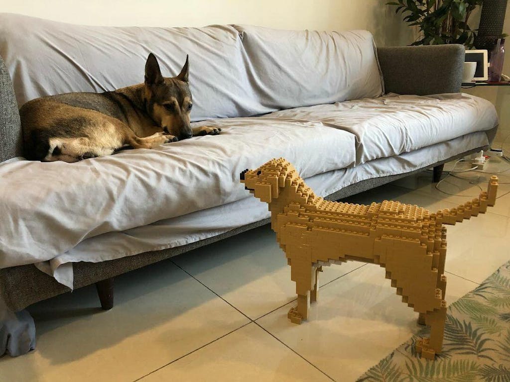 Labrador Retriever - Pet Building Kit - Build 'Em Pets