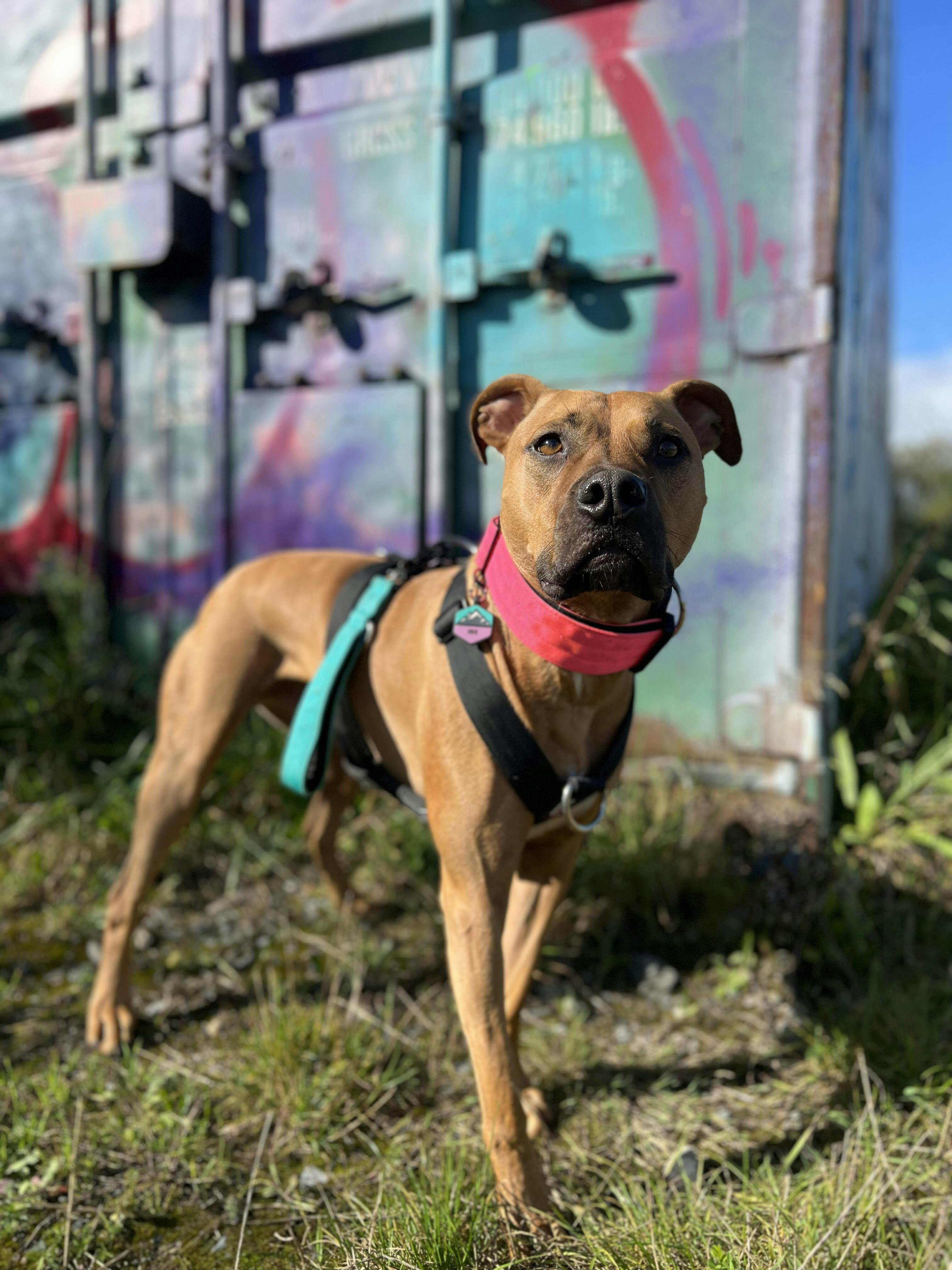 REVIEWS – BULLY ROBES