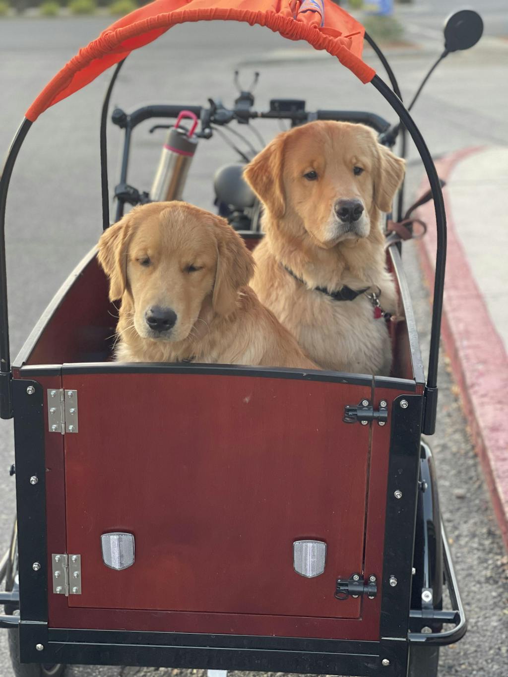 The K9 - Electric Cargo Bike for Dogs: e-Cargo Trike Carries 2+ Dogs