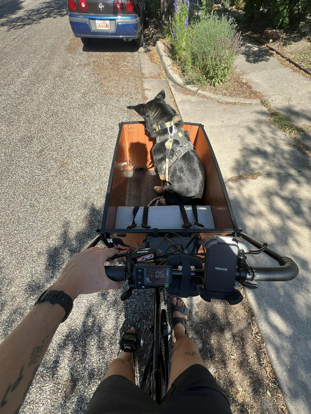 The K9 - Electric Cargo Bike for Dogs: e-Cargo Trike Carries 2+ Dogs