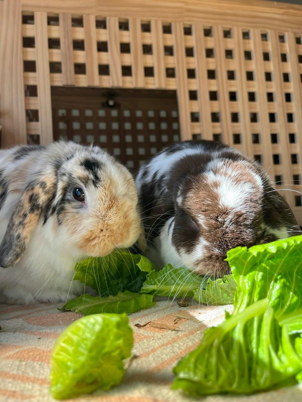 Harley Litter Box Enclosure – Burrows