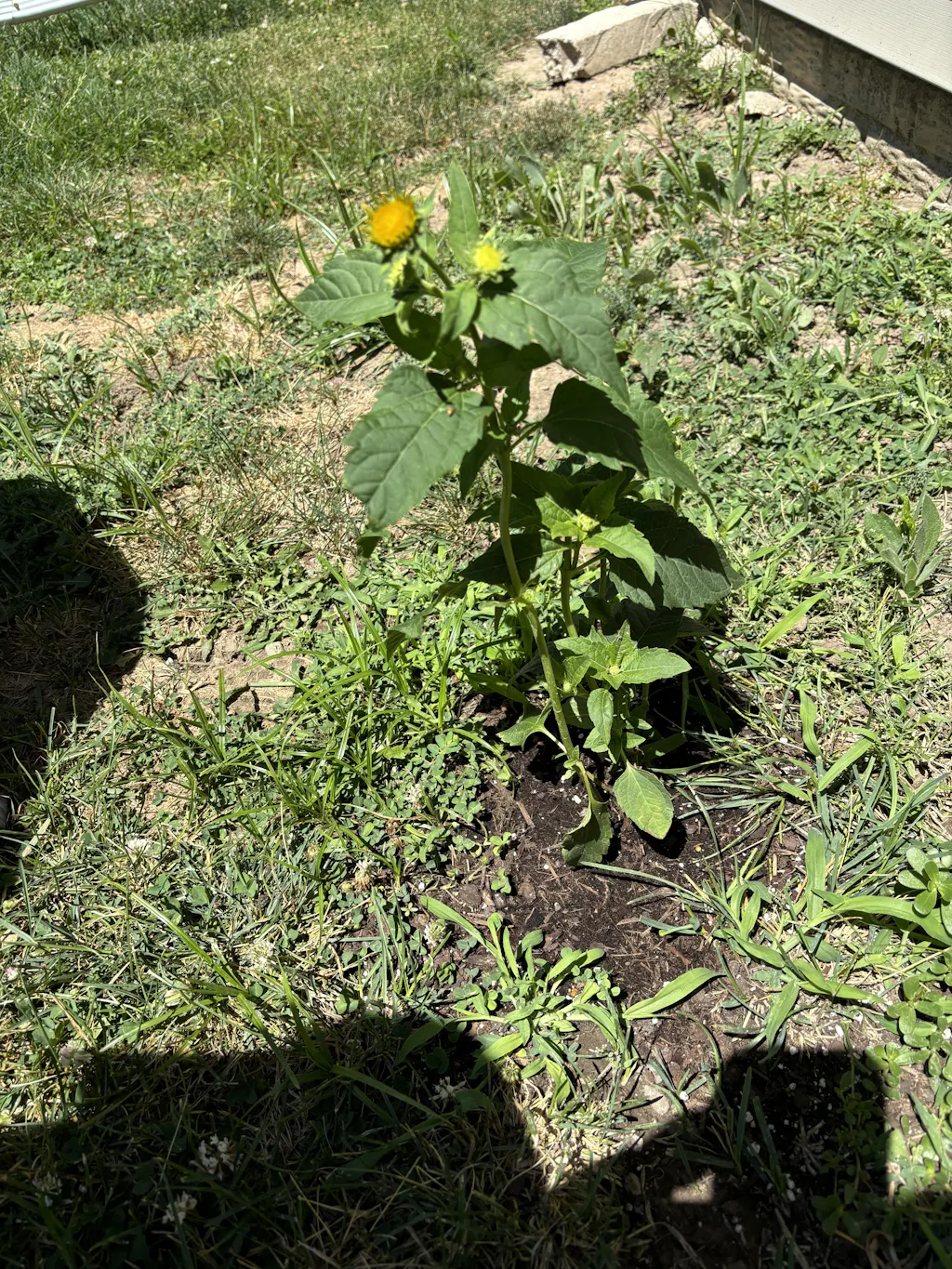 'Tuscan Sun' False Sunflower - Heliopsis – ButterflyBushes.com