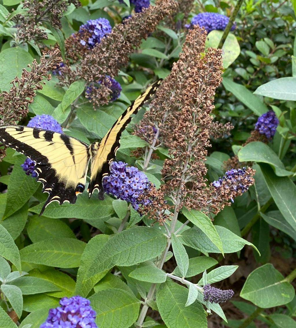 Pugster Blue® Butterfly Bush (Buddleia) – ButterflyBushes.com