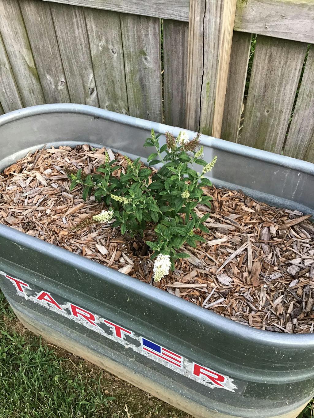 Pugster White® Butterfly Bush For Sale | Proven Winners – Great Garden ...