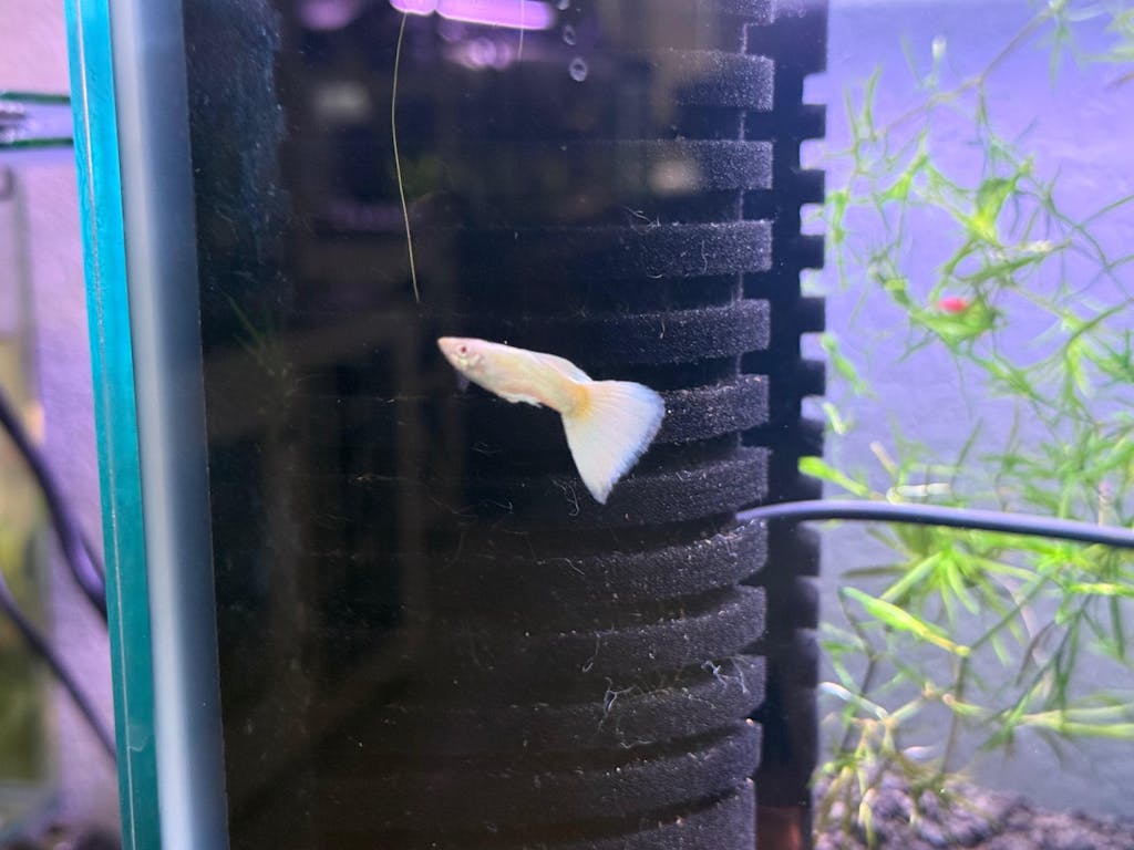 Buy guppy fish online – BuyGuppy.com