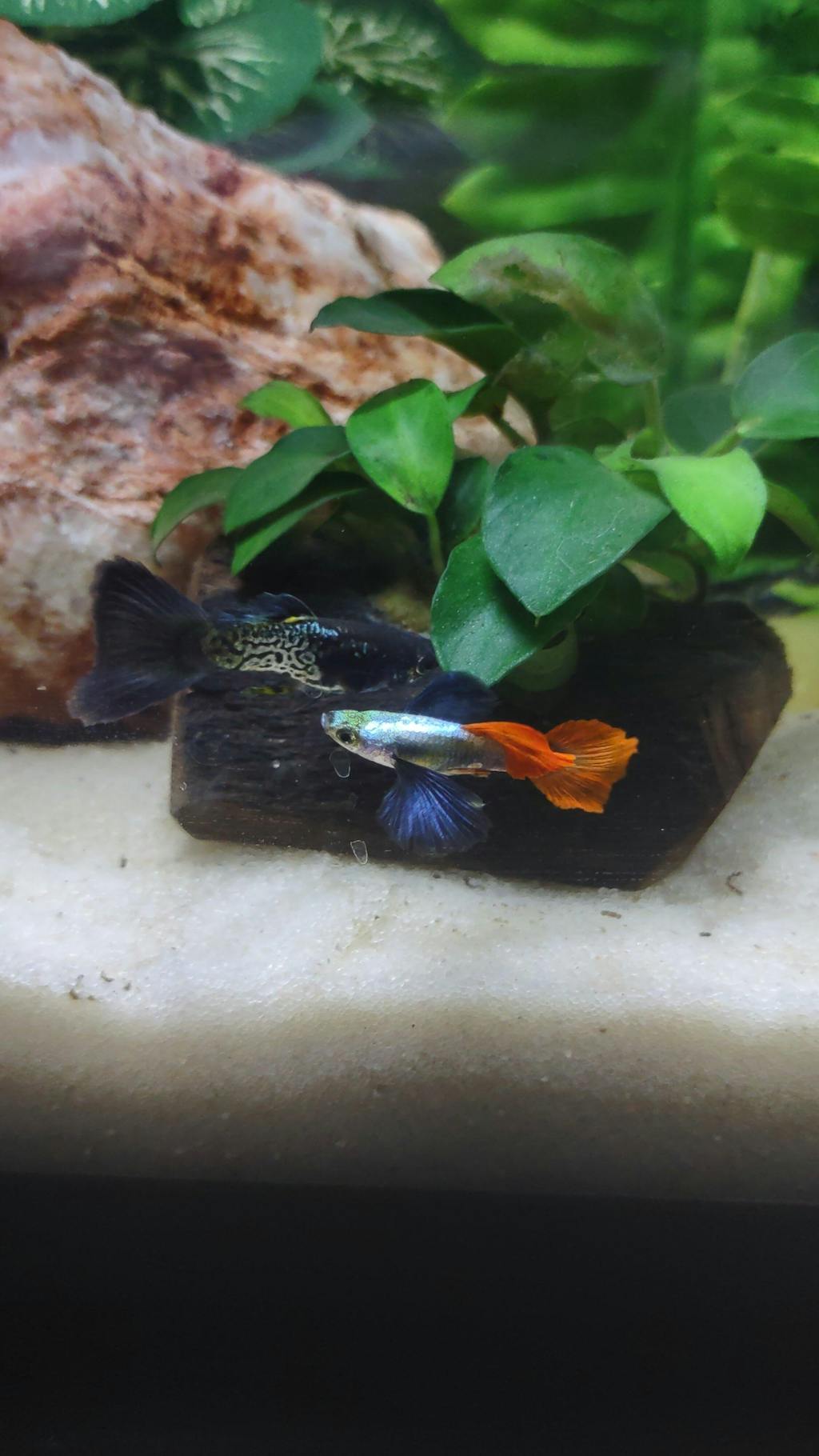 "How Long Do Guppies Live? Lifespan, Care Tips & What to Expect ...