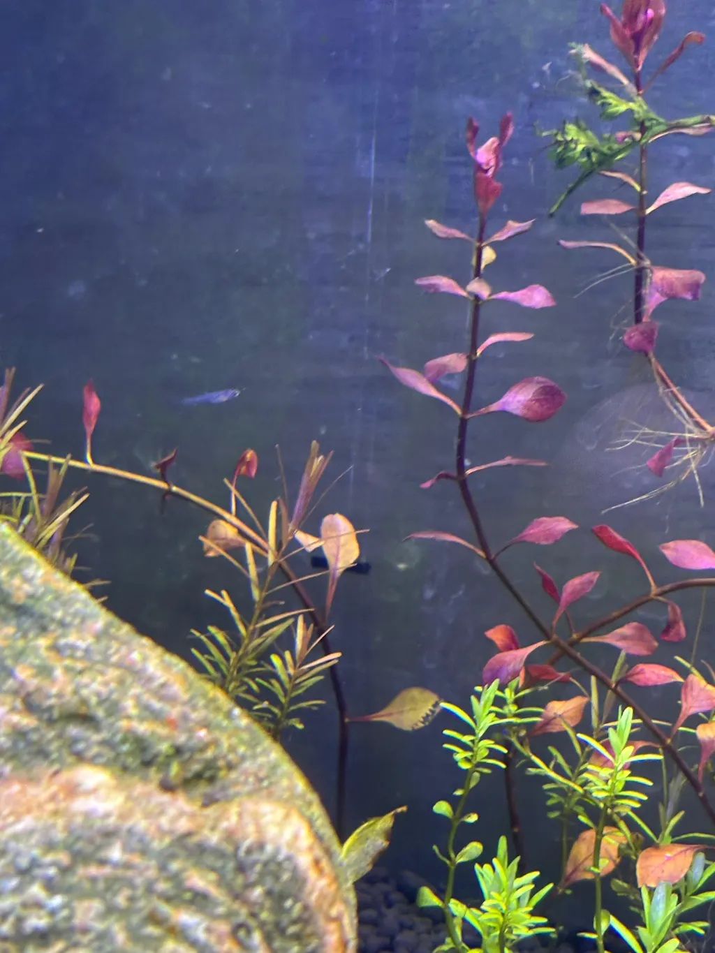 A Beginners Guide to Guppy Care: How to Keep Them Happy and Healthy ...