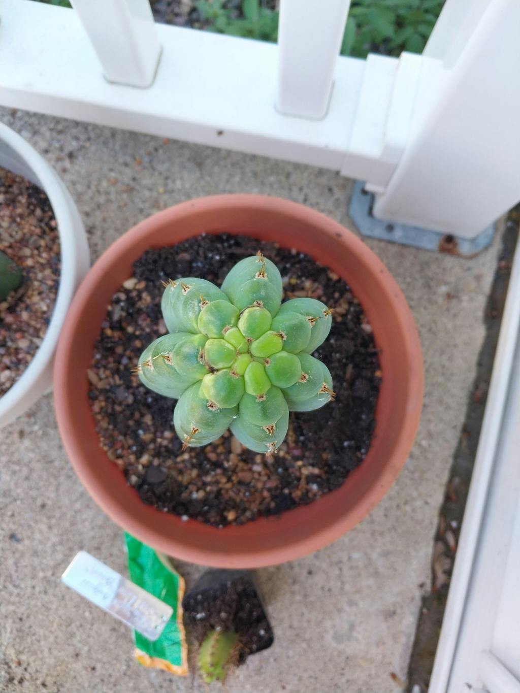 Cactus Affinity - TPQC