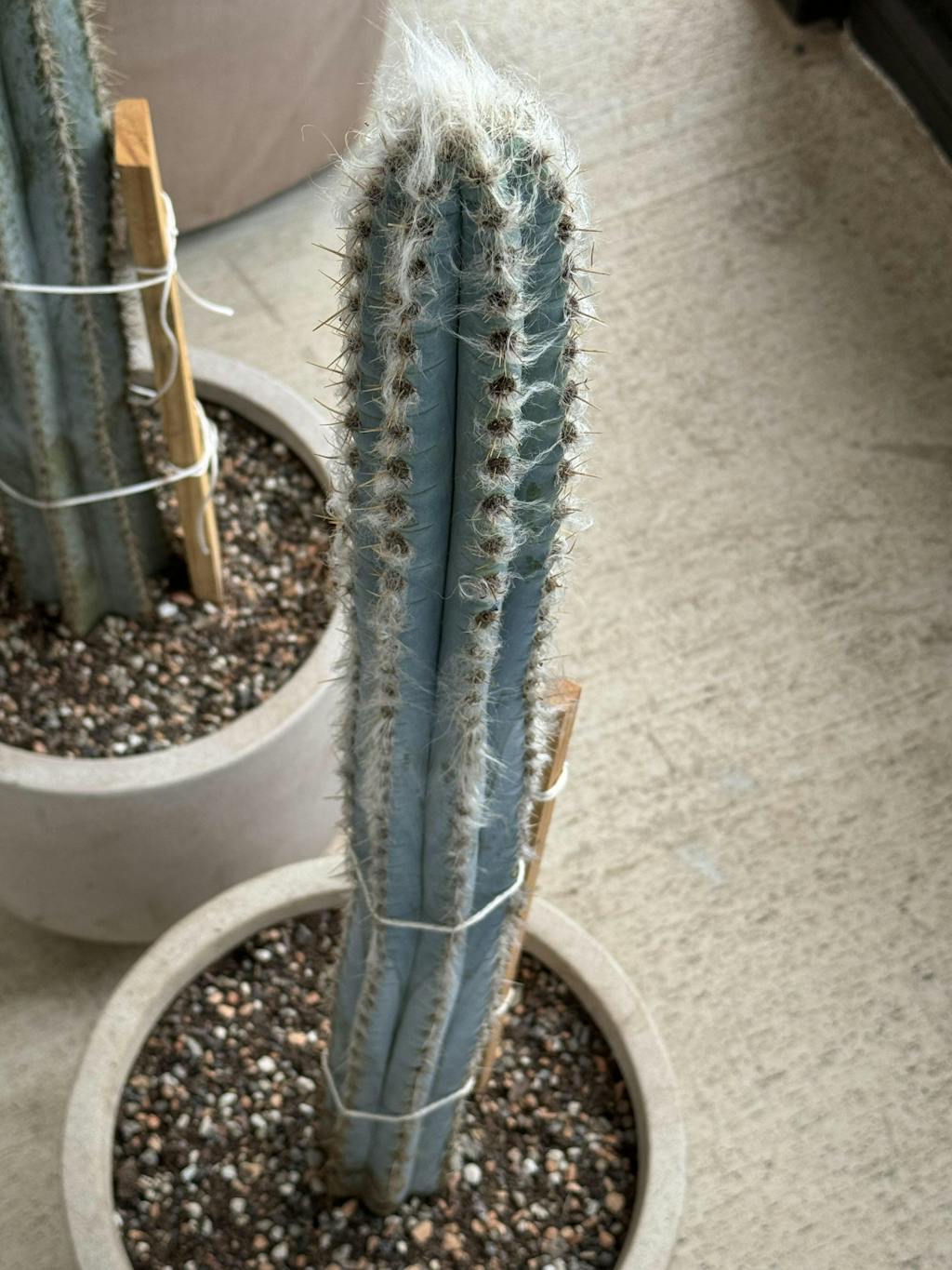 Brazillian Blue Columnar (Pilosocereus pachycladus) | Exotic Cacti ...