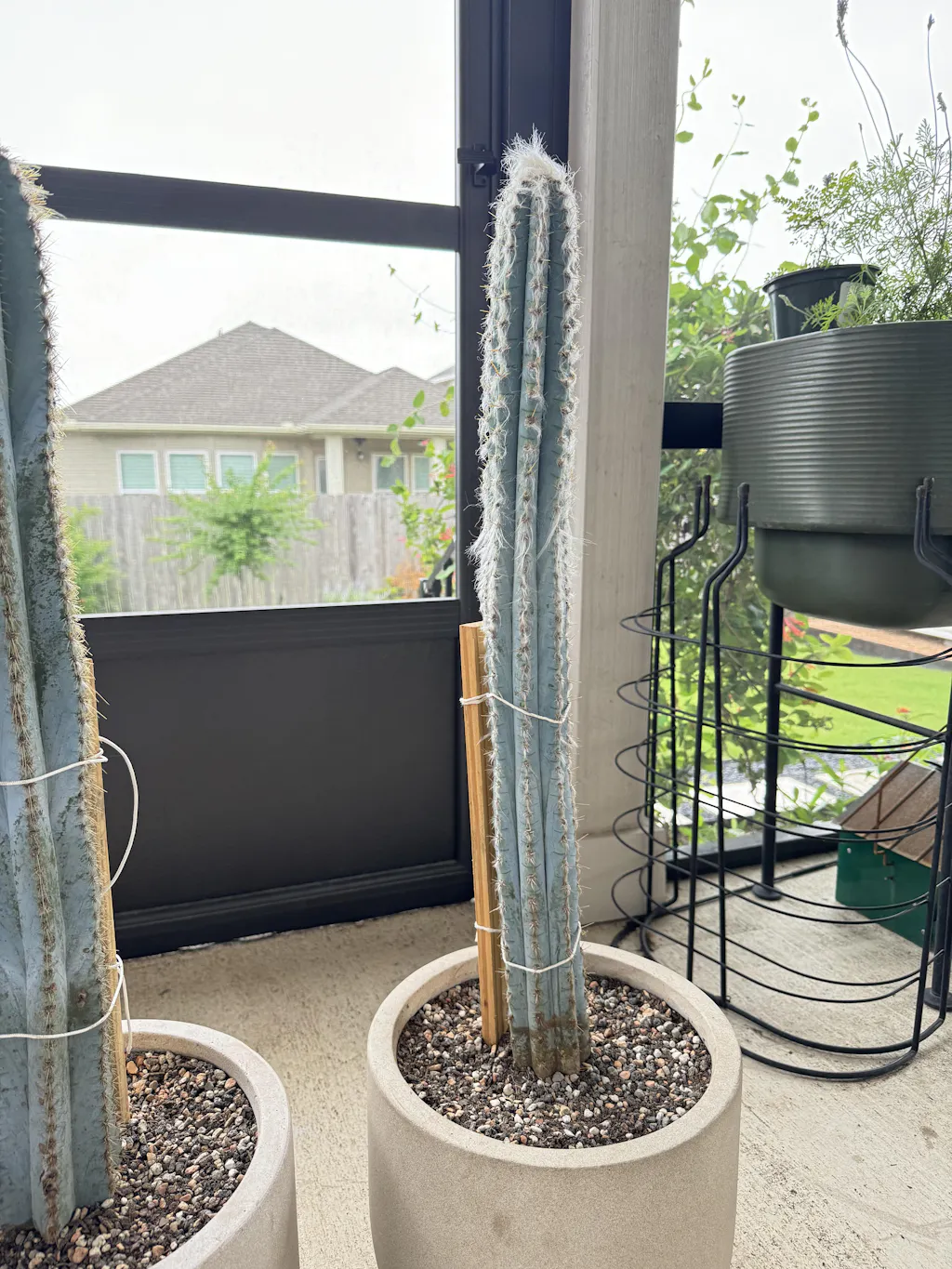 Brazillian Blue Columnar (Pilosocereus pachycladus) | Exotic Cacti ...