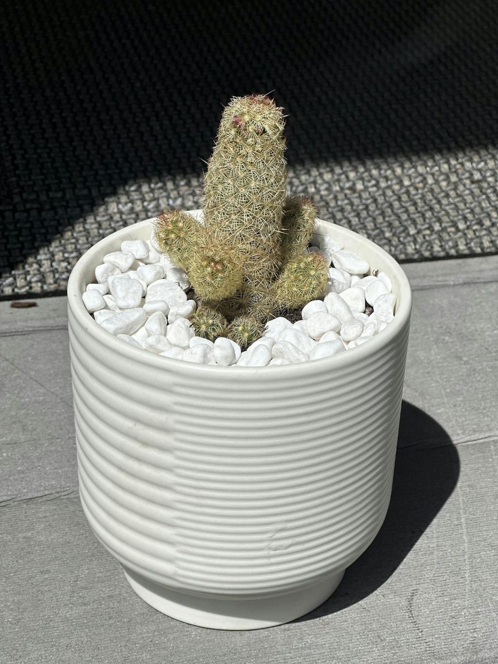 Collector’s Random Cactus Trio – CactusWarehouse